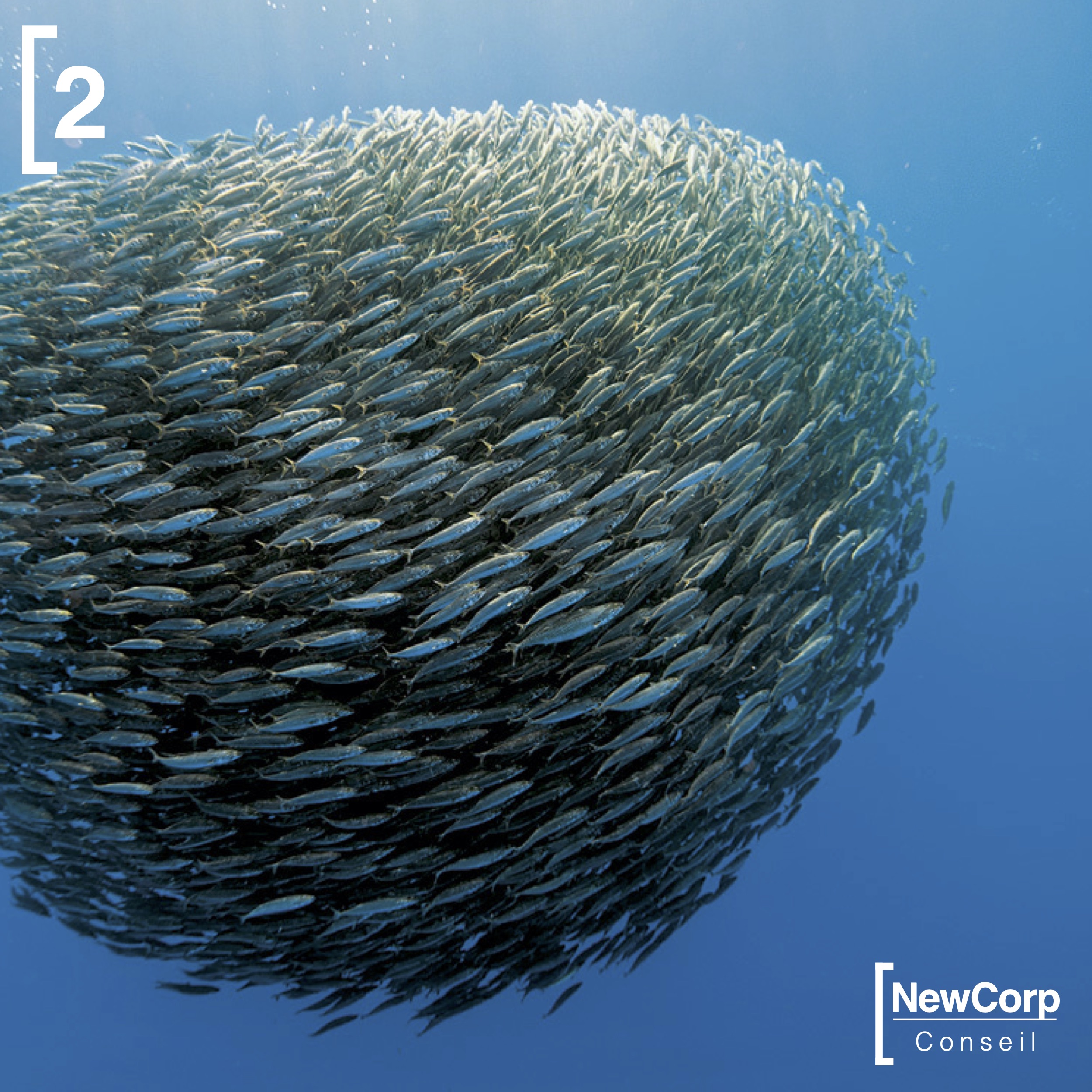 intelligence-collective-banc-de-poissons-6-piliers-2 | NewCorp Conseil